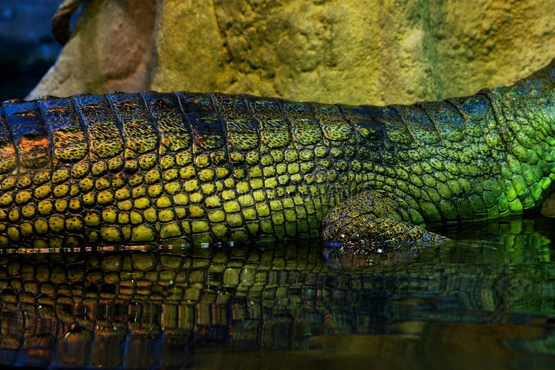 Gavials stock image. Image of looking, gharial, gavial - 58419607