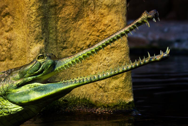 Gavials stock image. Image of dark, asia, closeup, hunter - 58419807