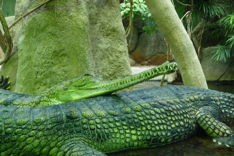 Gavials stock image. Image of danger, critically, animal - 96698367