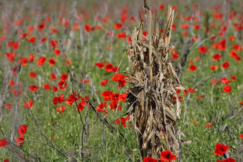 Gavilla seca foto de archivo. Imagen de verano, amapola - 12770420