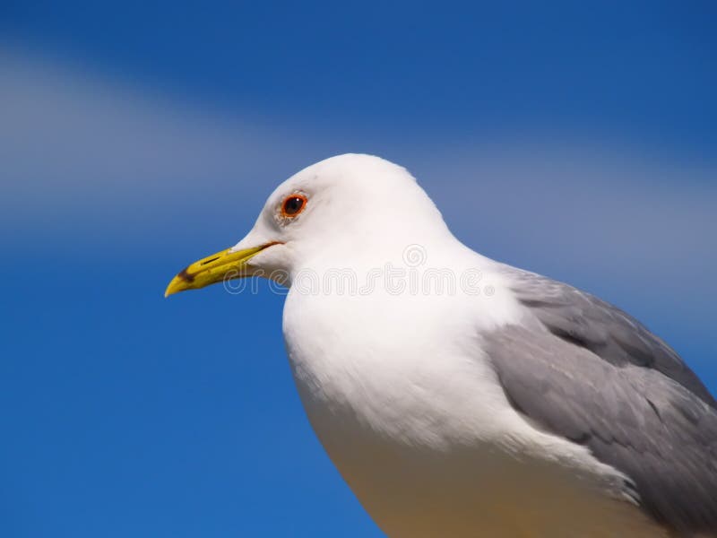 Gaviota foto de archivo. Imagen de pista, océano, cubo - 12677814
