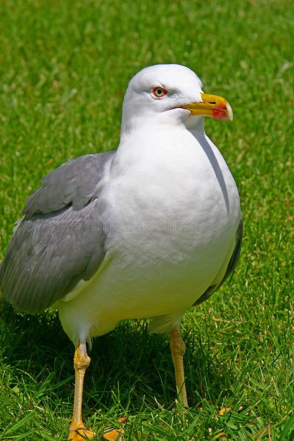 Gaviota foto de archivo. Imagen de costa, contemplar - 14735416