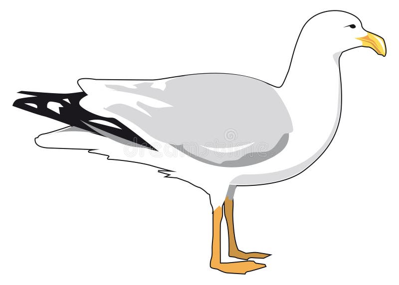 Gaviota ilustración del vector. Ilustración de clip, vuelo - 3289238