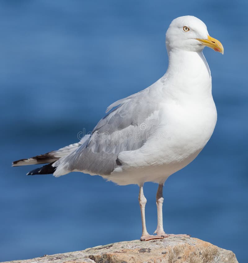 La Gaviota De Arenques Se Coloca En El Lago Del Hielo Imagen de archivo ...