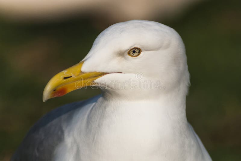 Gaviota De Arenques (argentatus Del Larus) De Inglaterra Foto de ...