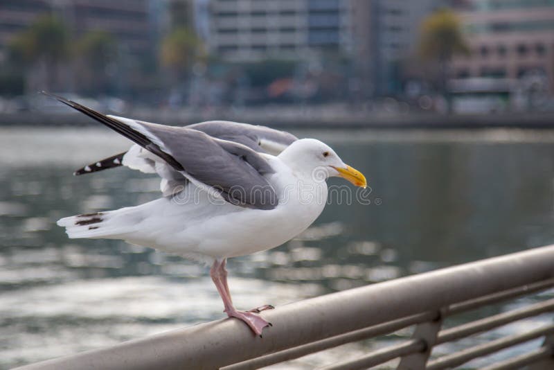 La Jerarquía Americana De La Gaviota De Arenques Con Tres Abigarró Los ...