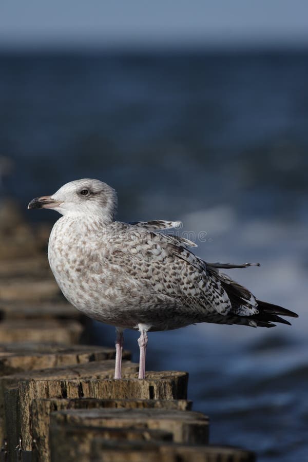 Argentatus Juvenil Del Larus De La Gaviota De Arenques Imagen de ...