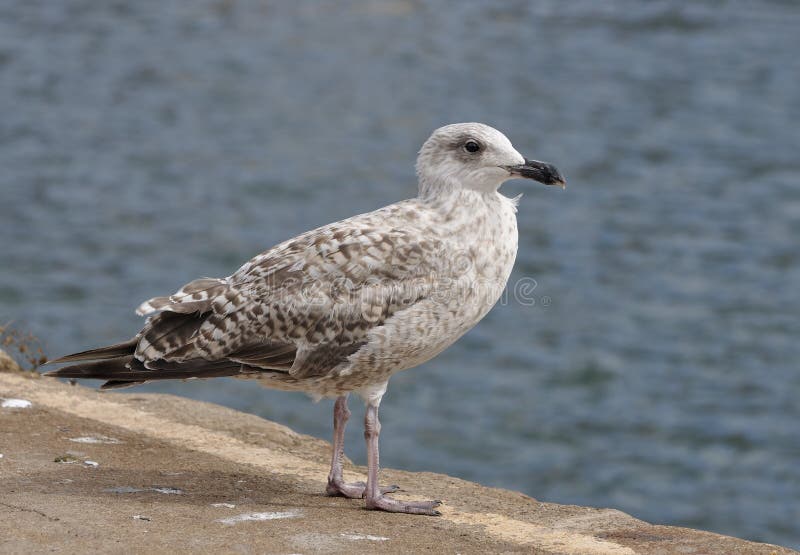 Gaviota De Arenques (argentatus Del Larus) De Inglaterra Foto de ...