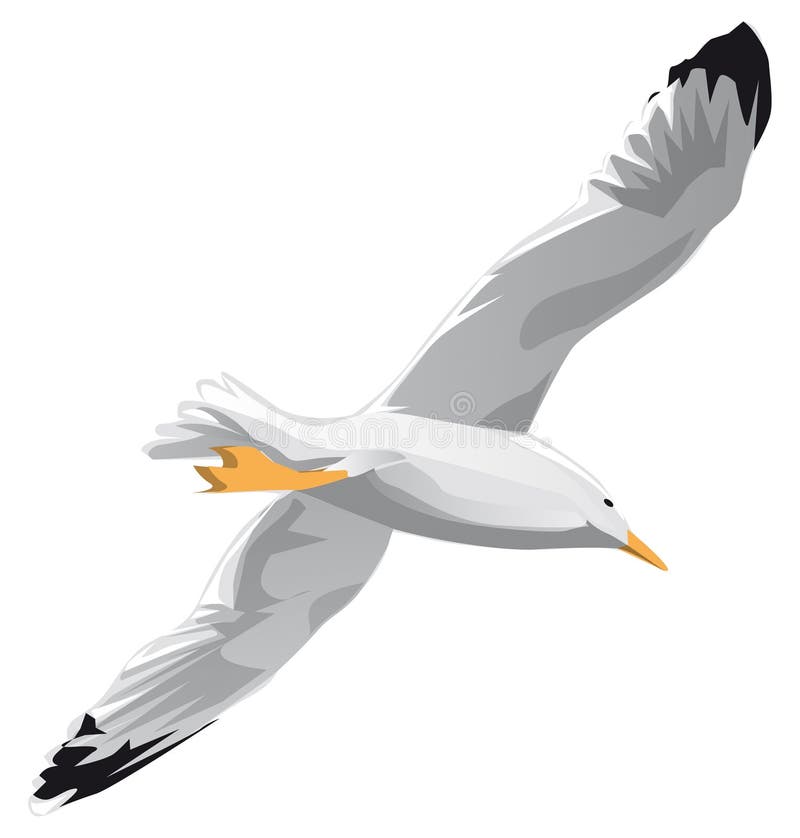 Gaviota en vuelo ilustración del vector. Ilustración de cielo - 15808730