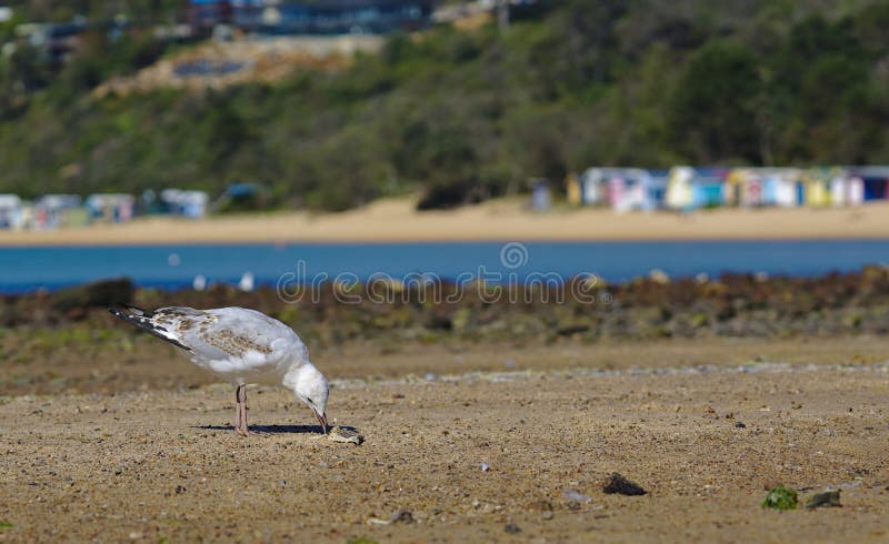 Gaviota Que Picotea La Comida De La Arena Foto de archivo - Imagen de ...