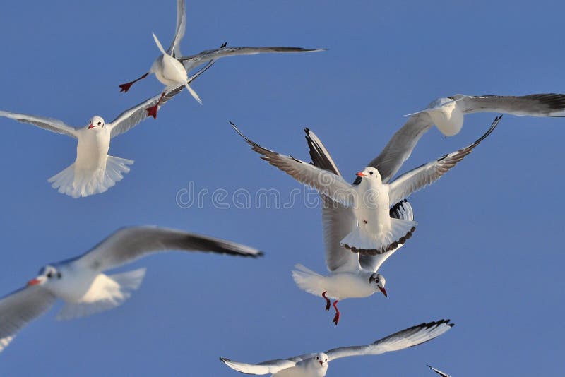 Gaviotas de arenques imagen de archivo. Imagen de océano - 23346255