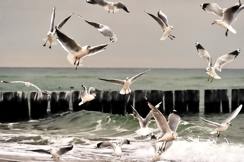 Gaviota de arenques imagen de archivo. Imagen de océano - 23347183