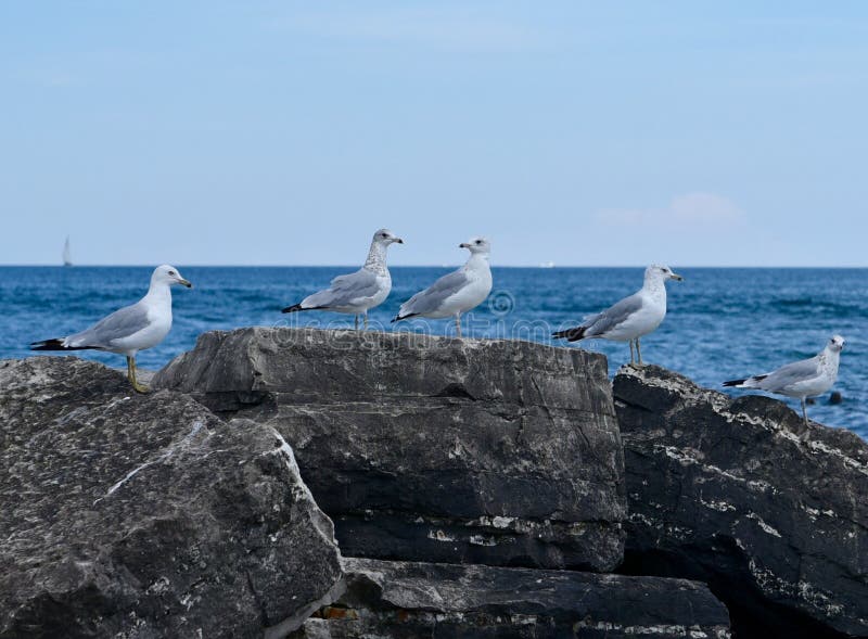 La Jerarquía Americana De La Gaviota De Arenques Con Tres Abigarró Los ...