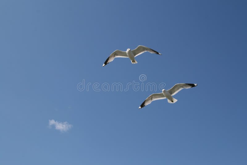 Gaviotas, volando foto de archivo. Imagen de libertad - 76721534