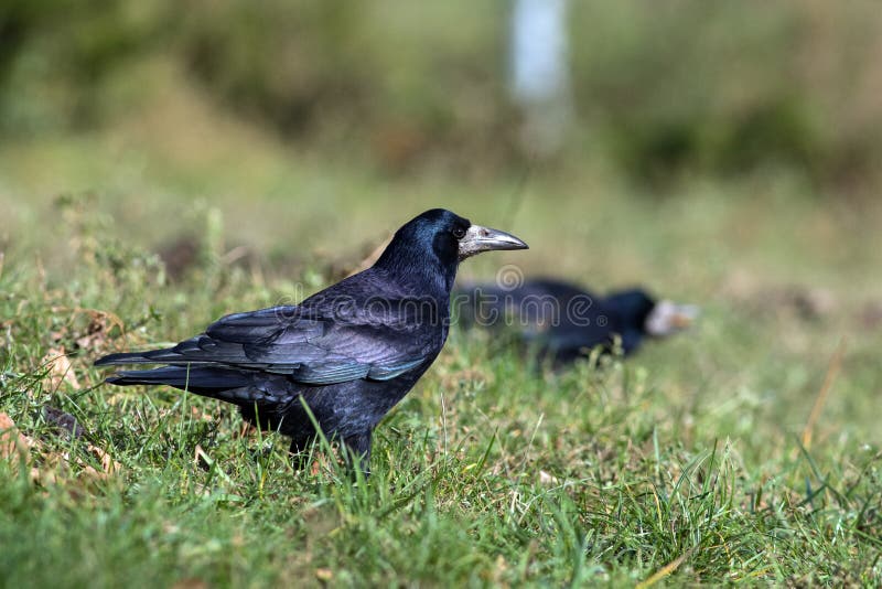 Gawron w locie obraz stock. Obraz złożonej z wysypisko - 38327027