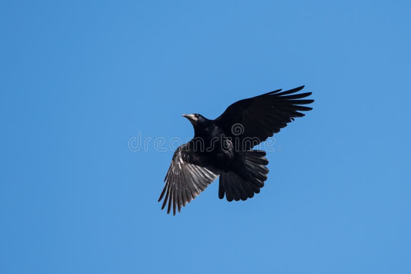 8,824 Gawron Zdjęcia - Bezpłatne i z licenncją Royalty-Free Zdjęcia od ...