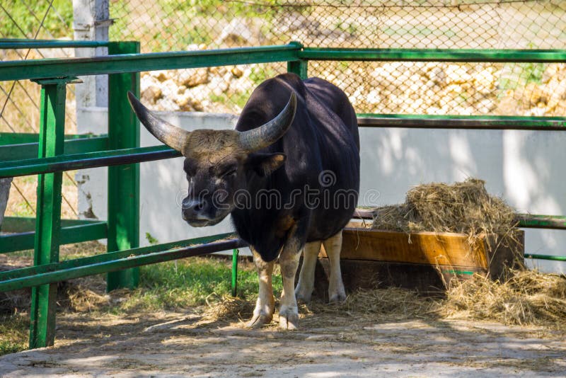 Gayal Bos gaurus frontalis stock image. Image of grass - 162498337