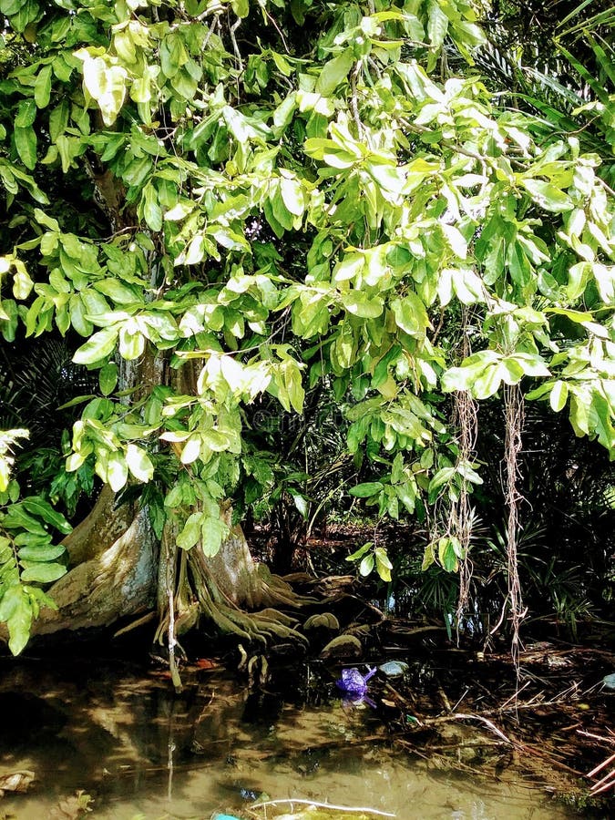 Gayam Tree that Grows in Puddles of Water Stock Image - Image of water ...
