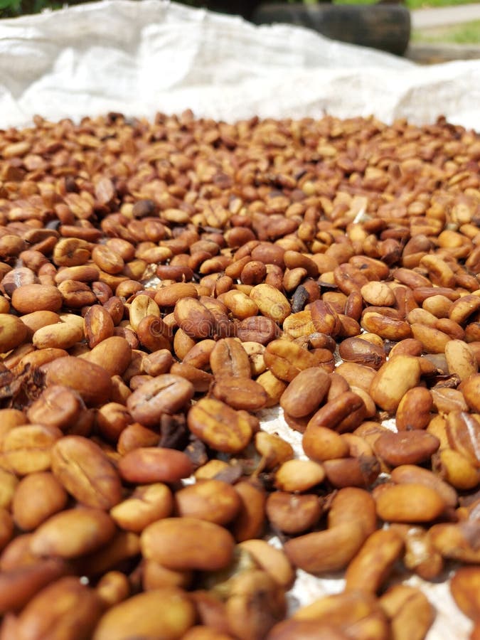 Gayo Wine is Gayo Coffee Which is Processed Like Wine, Actually ...