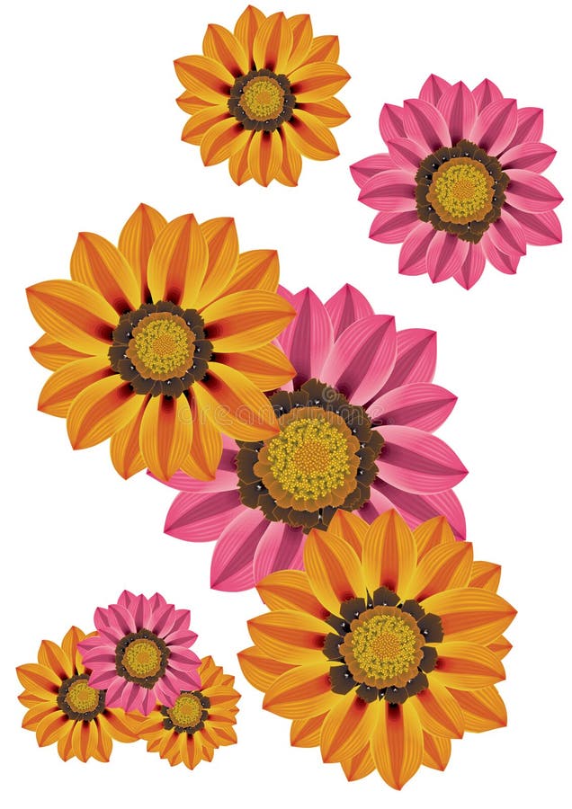 Gazania stock illustration. Illustration of gift, clipart - 31125874
