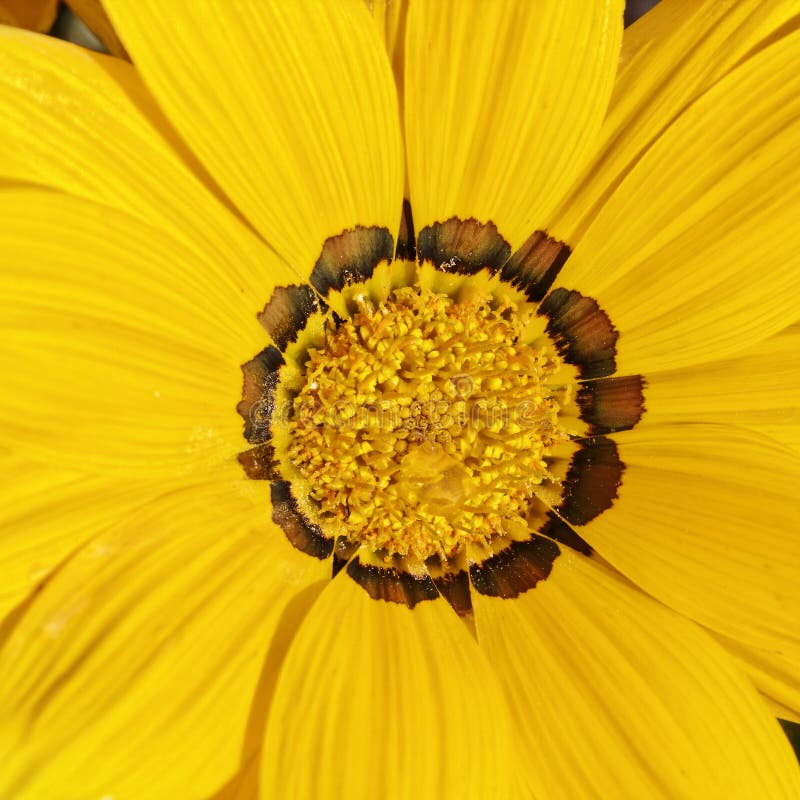 Treasure Flower or Gazania Rigens Plant with Composite Flower Head ...