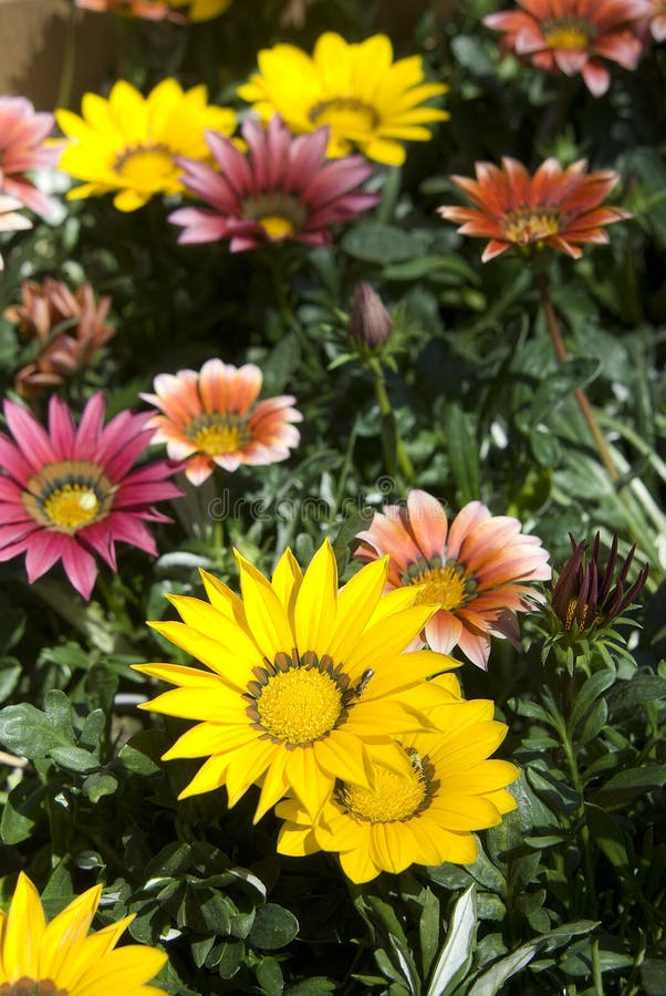 Gazania, the Treasure Flower in Park Stock Photo - Image of foliage ...