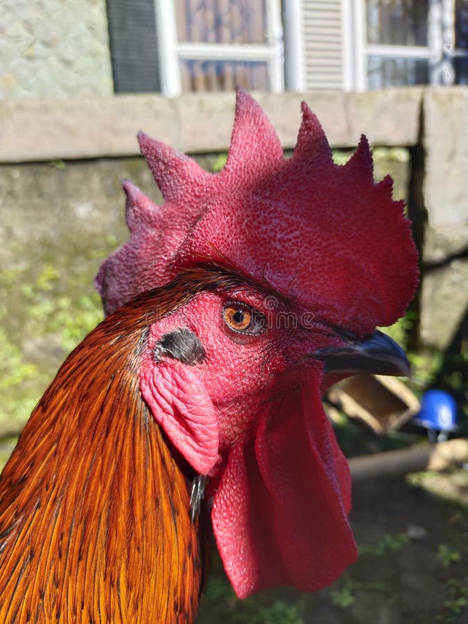 Gaze so Sharp Eyes of a Rooster & X28;focused& X29;ðŸ ” Stock Image ...