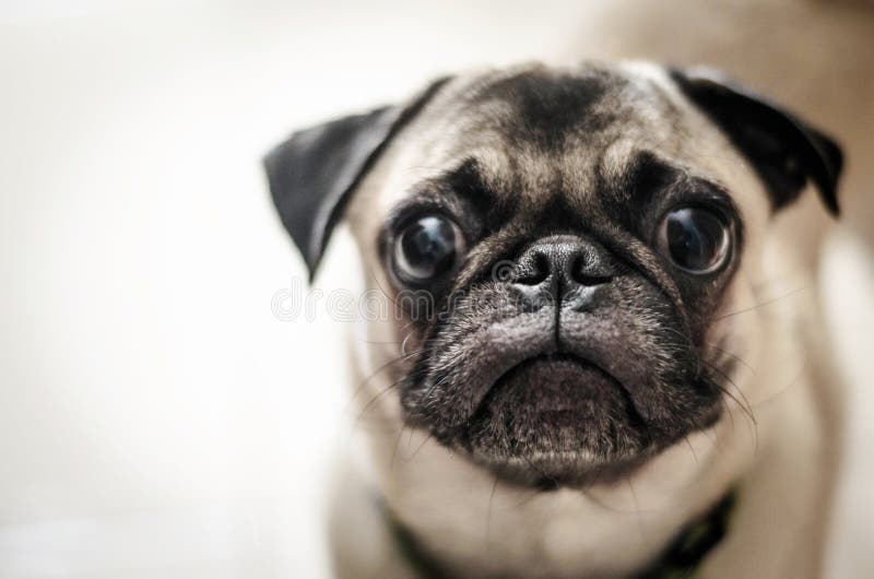 The gaze of a small dog stock image. Image of small - 146152865