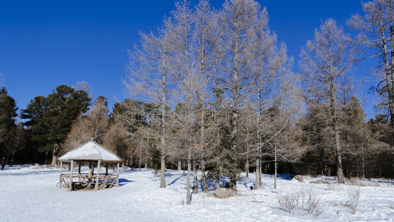 Gazebo in the forest stock photo. Image of spruce, plant - 265197640