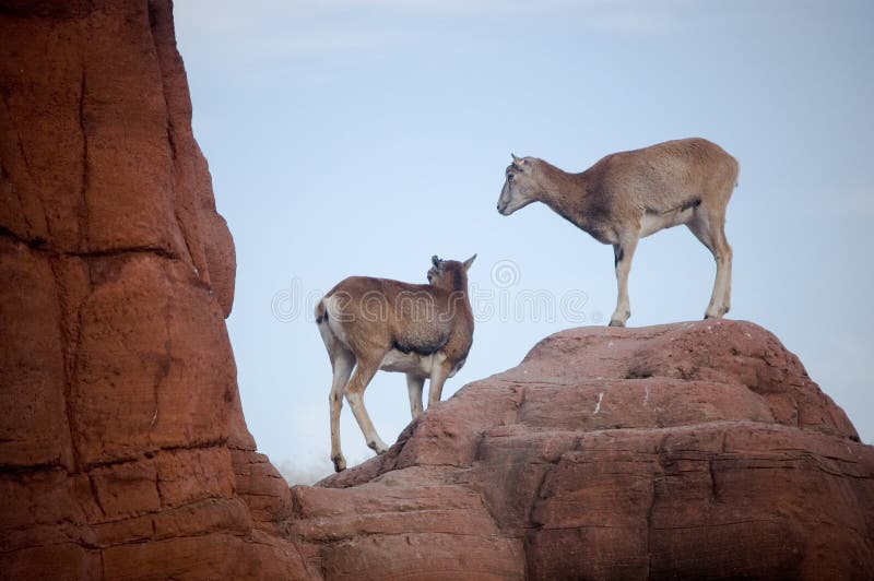 Gazel foto de archivo. Imagen de salto, lindo, gazolina - 12739000