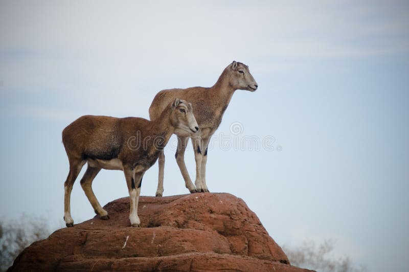 Gazel foto de stock. Imagem de pequeno, montagem, cervos - 12739044