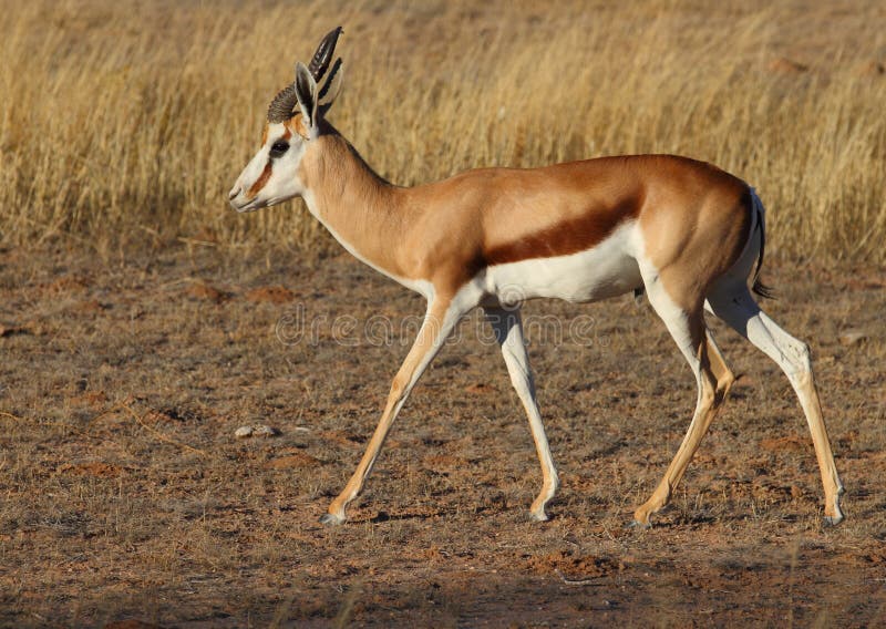 Waterbuffalo imagem de stock. Imagem de chifre, wildlife - 13039179