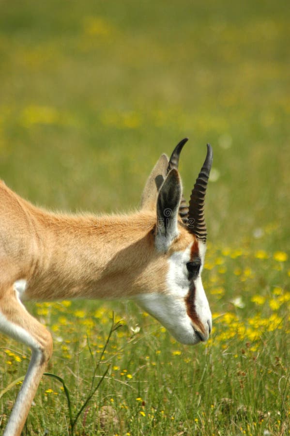 Gazela foto de stock. Imagem de campo, chifre, flores - 3372420