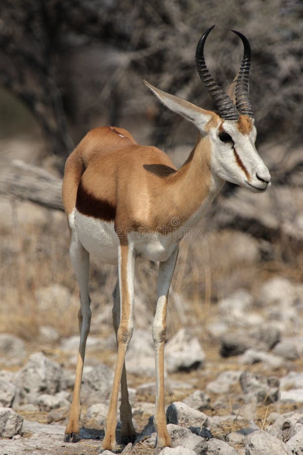 Gazela foto de stock. Imagem de chifre, pele, selvagem - 7095256