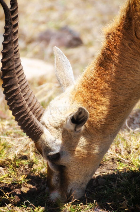 A gazela de Thompson foto de stock. Imagem de nave, wildlife - 41105762