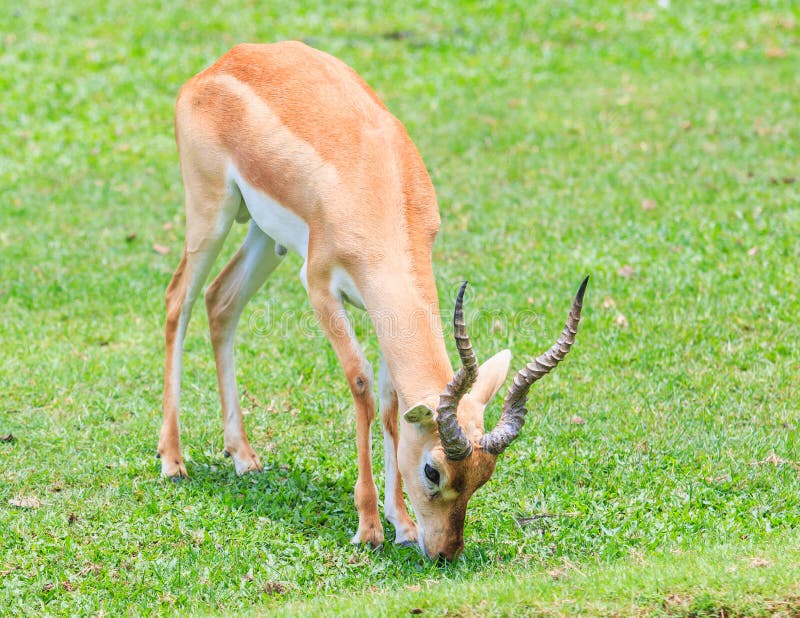 Gazela De Waterbuck Ou De Thompson Foto de Stock - Imagem de paisagem ...