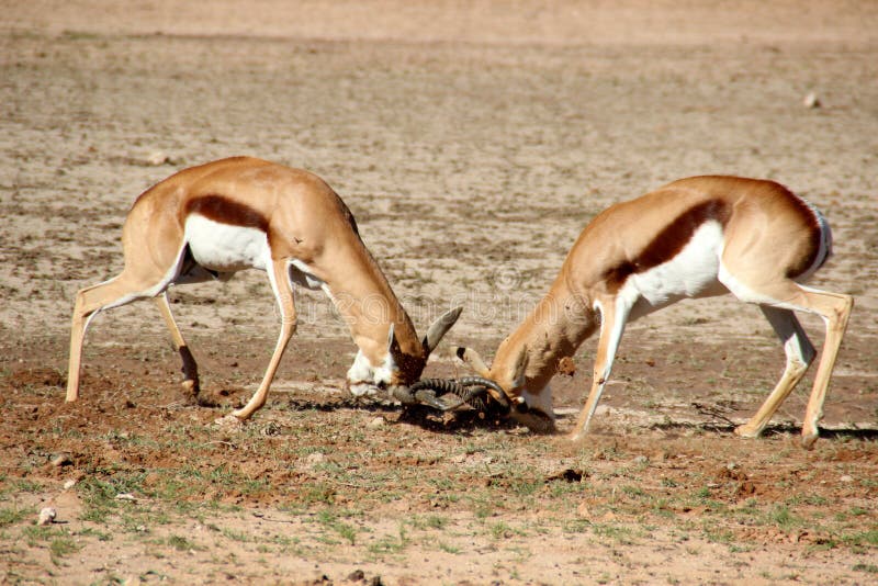 Gazela da luta imagem de stock. Imagem de alerta, chifres - 5880685