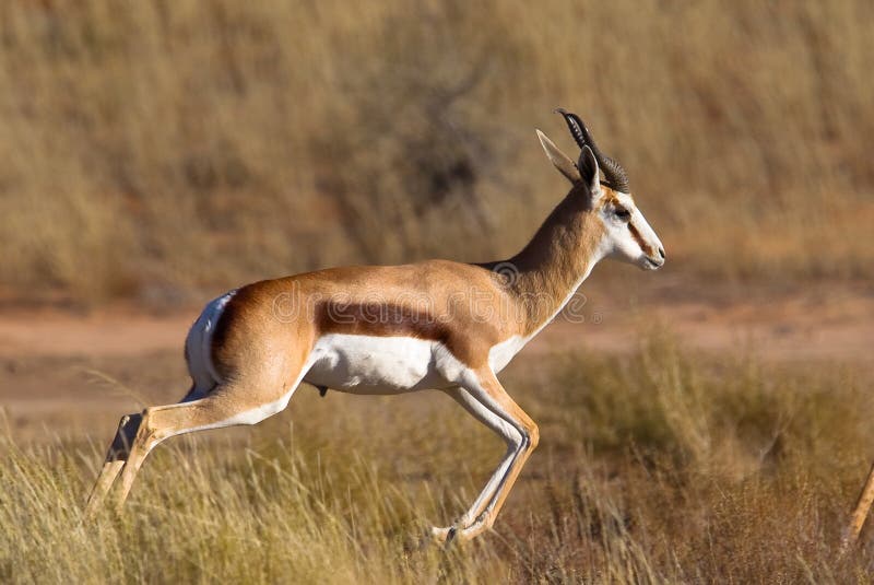 Gazela que pronking imagem de stock. Imagem de africano - 44641435