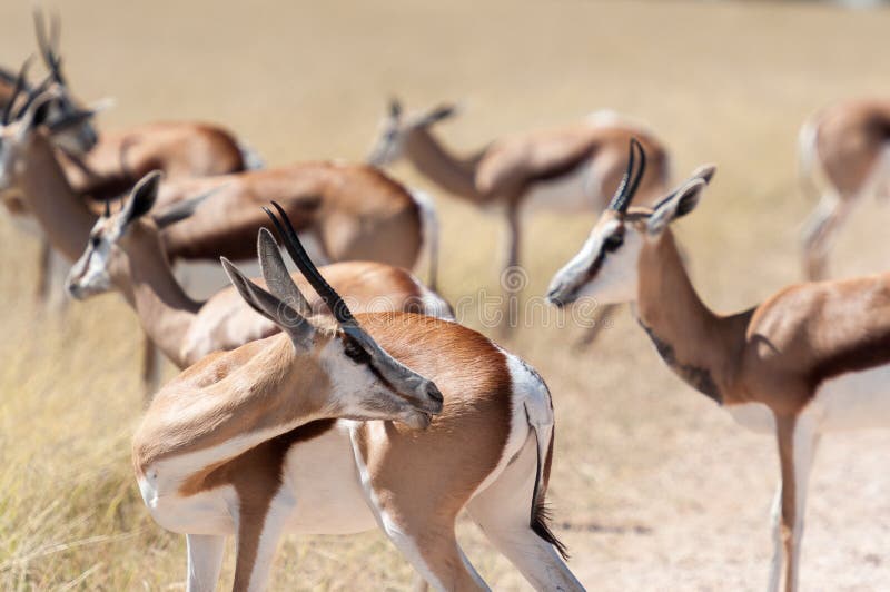 Gazelas foto de stock. Imagem de plantas, carrinho, gafanhoto - 29697792