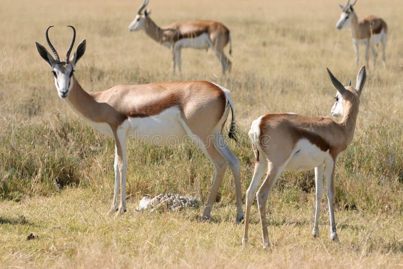 Gazelas de Etosha África imagem de stock. Imagem de gafanhotos - 7525373