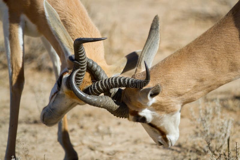 Prova final da gazela imagem de stock. Imagem de wildlife - 7473763