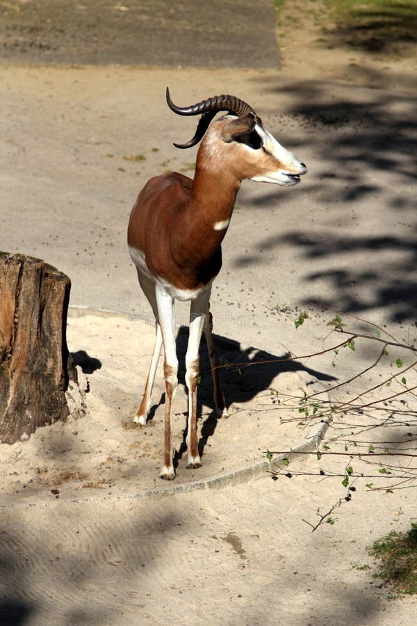 Gazella foto de stock. Imagem de gazella - 73129884