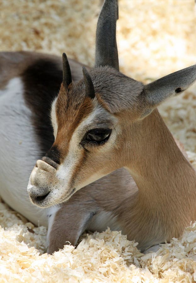 Baby gazelle stock image. Image of gazelle, ears, stand - 19167943