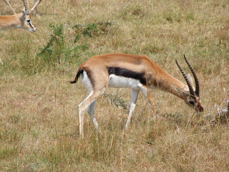 Grant s Gazelle mating stock photo. Image of grant, animals - 2612554