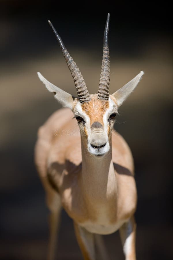 Gazelle Picture. Image: 3611384