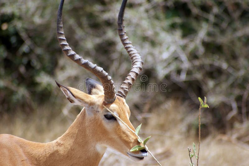Gazelle stock photo. Image of tailed, hunting, mammals - 6376638