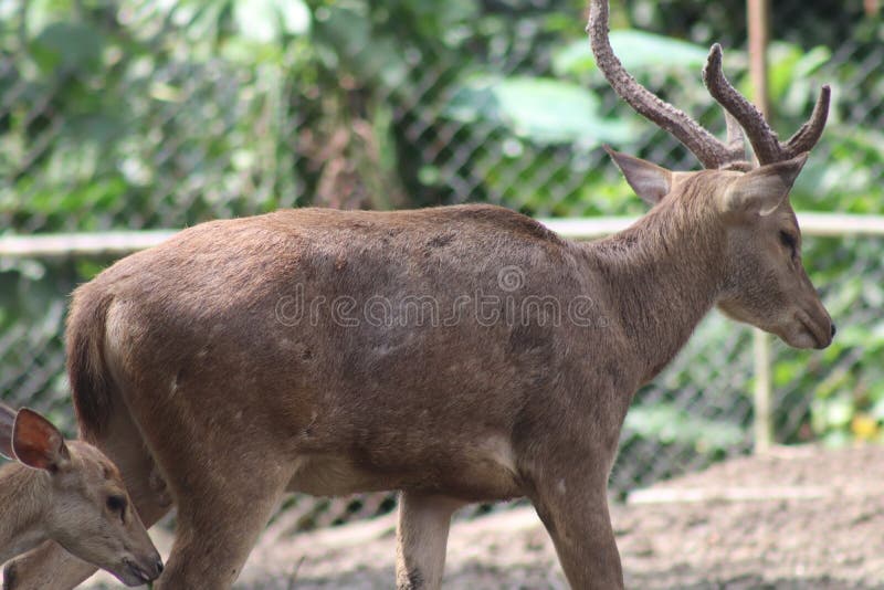 Gazelle stock photo. Image of looking, animal, wildlife - 258591484