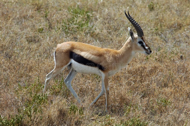 Gazelle De Thomson Dans Le Sauvage Photo stock - Image du safari ...