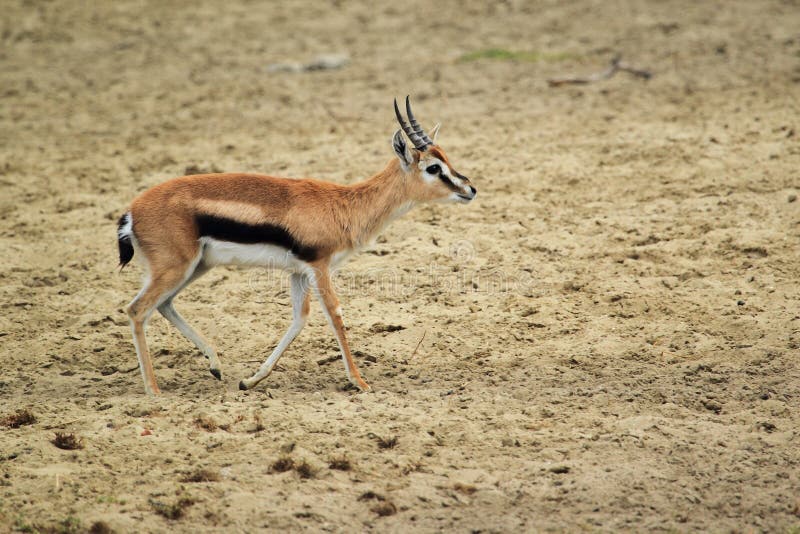 Gazelle De Thomson Dans Le Sauvage Photo stock - Image du réservation ...
