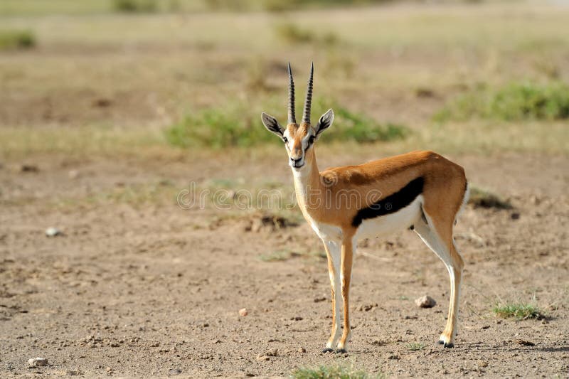 Gazelle de Thomson foto de archivo. Imagen de safari - 38862502